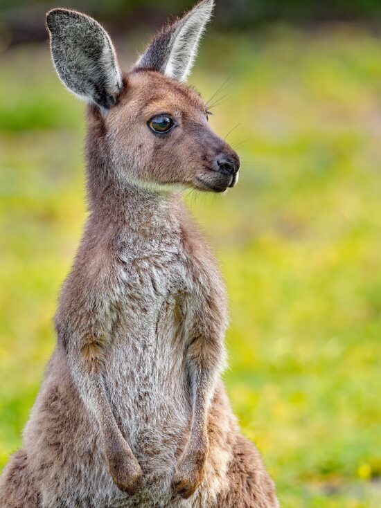 What Is a Kangaroo Word? — bigwords101